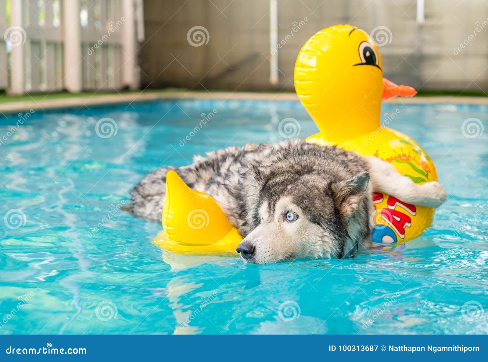 Syberien Husky Swimming in the Pool with Swim Ring Stock Image - Image ...