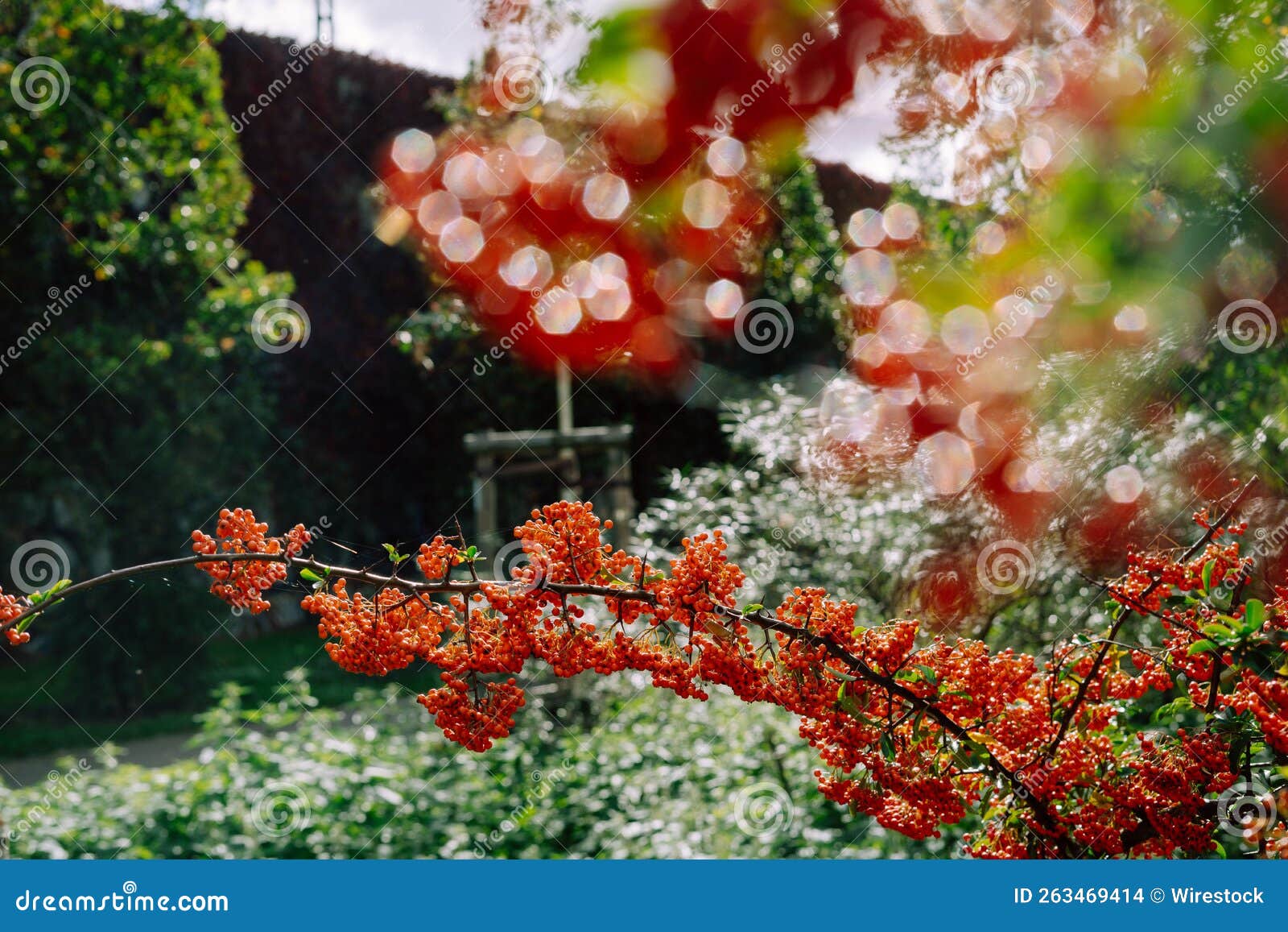 Selective Focus of a Pyracantha Shrub Stock Photo - Image of orange ...