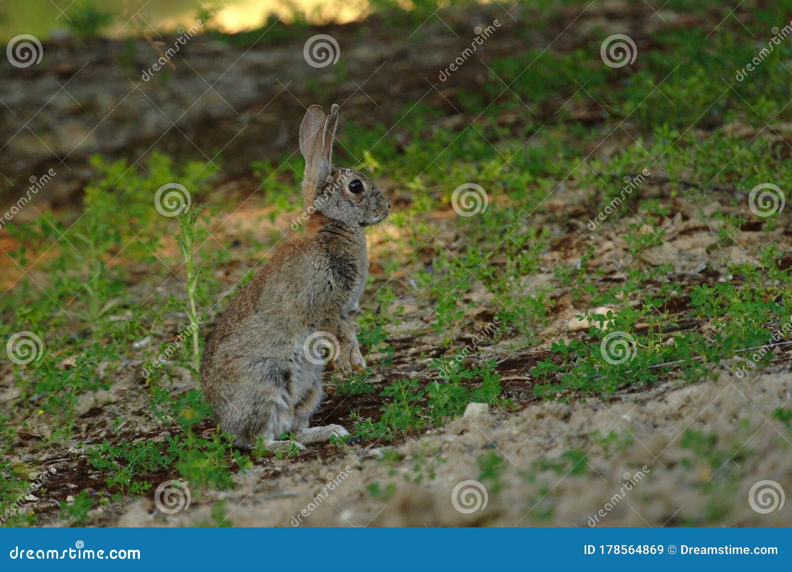 Rabbit alert on the grass stock image. Image of agriculture - 178564869