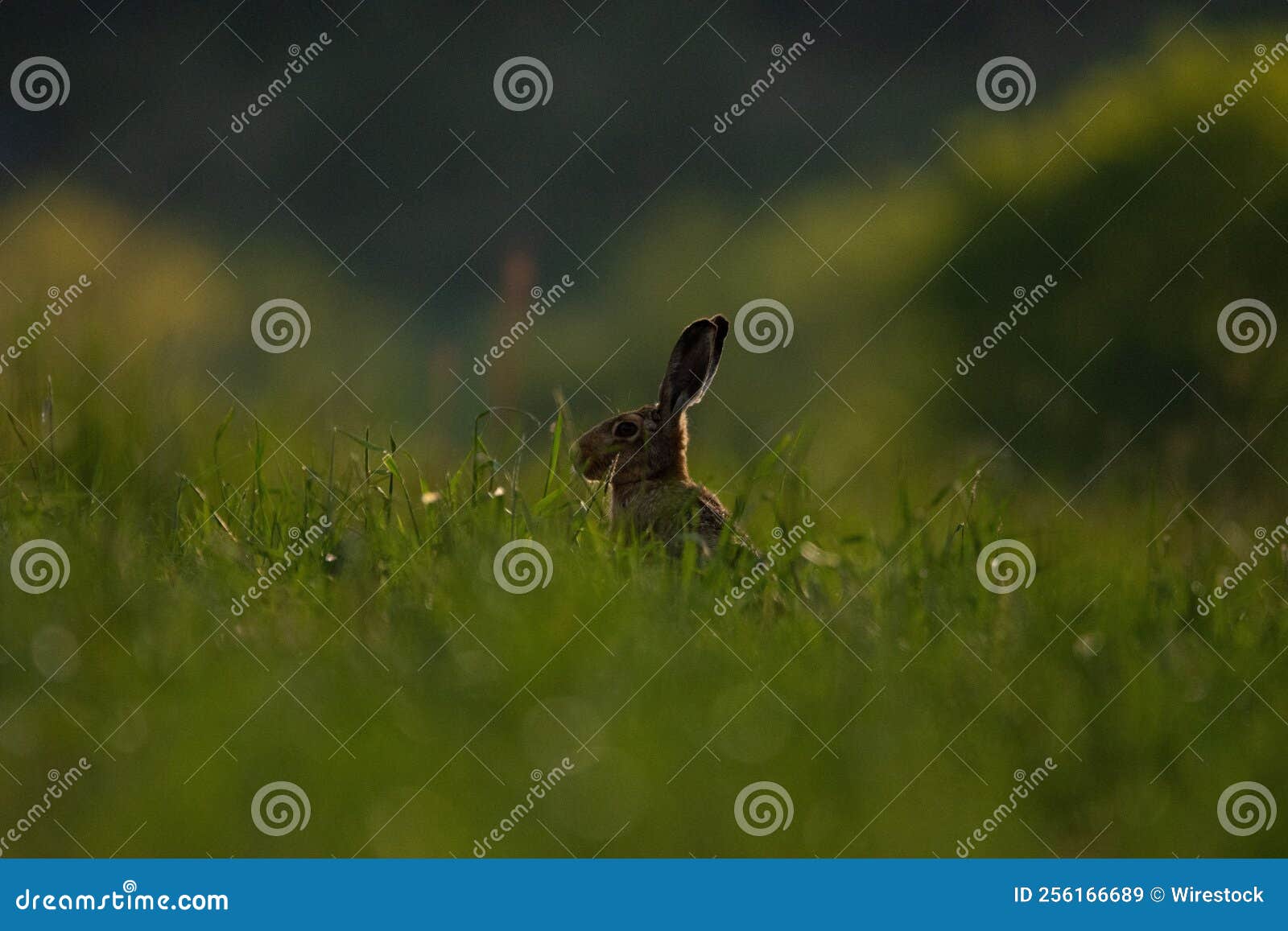 Selective Focus of a Rear View of a Rabbit Sitting in the Grass with ...