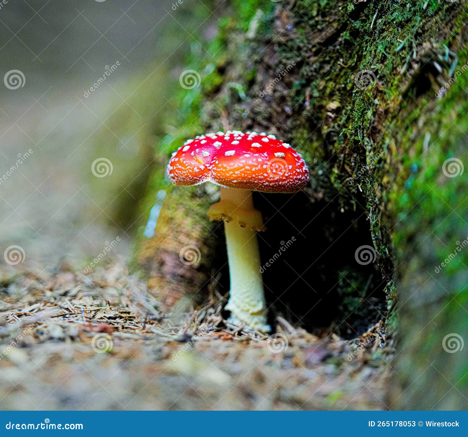 Selective Focus of a Red Cap Mushroom Stock Image - Image of flora ...