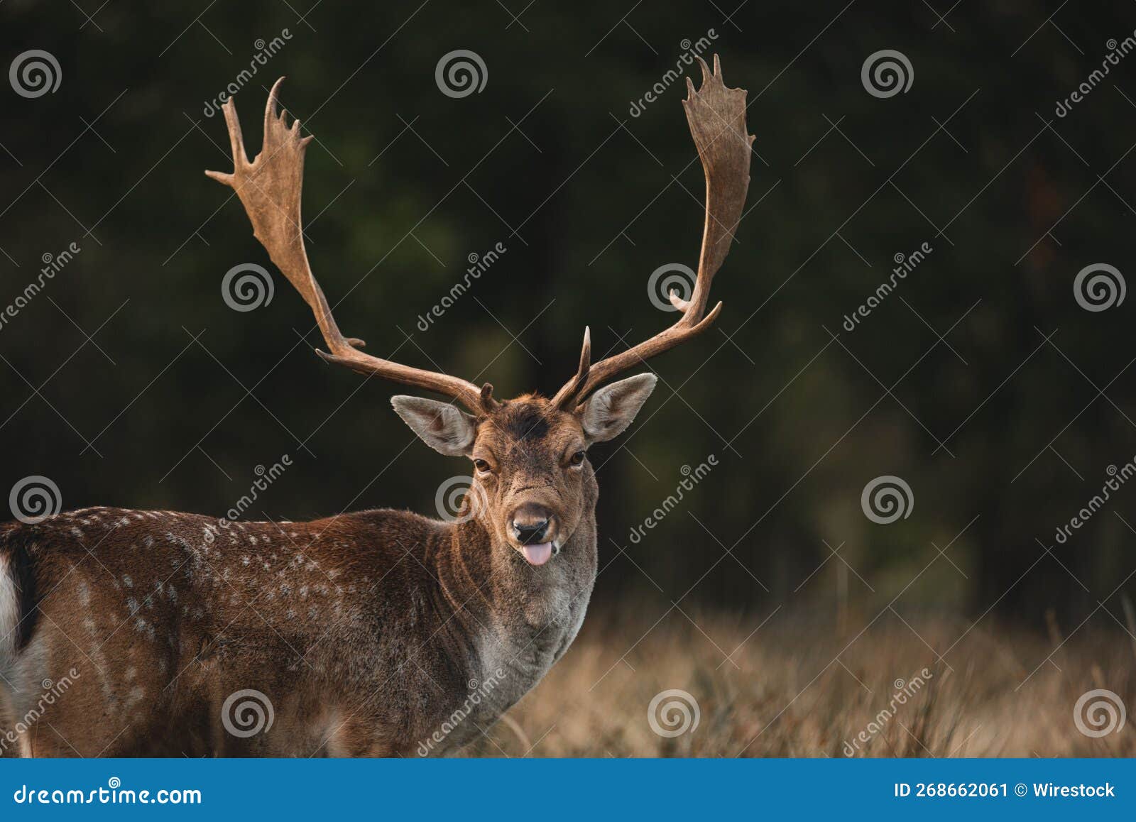 Selective Focus of the Red Deer (Cervus Elaphus) with Horns Standing in ...