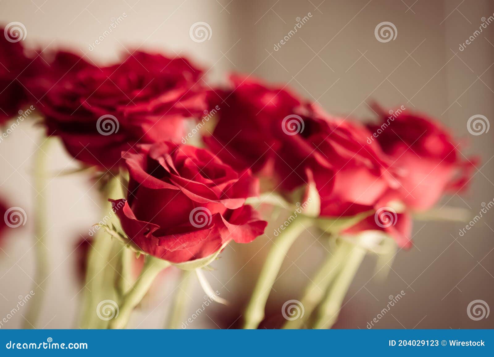 Selective Focus of Red Roses in a Room Stock Image - Image of petal ...