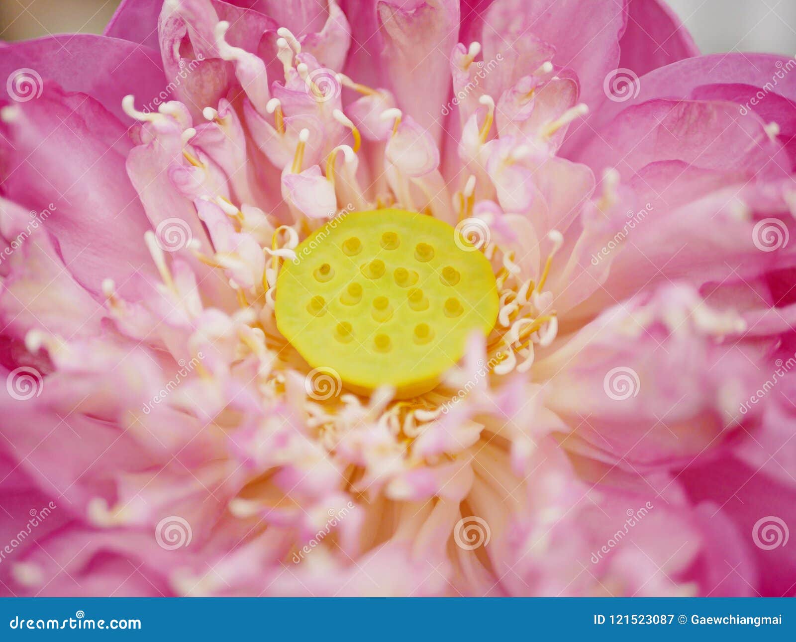 Young Lotus Pod in Side of a Blossoming Pink Lotus in Natural Sunlight ...