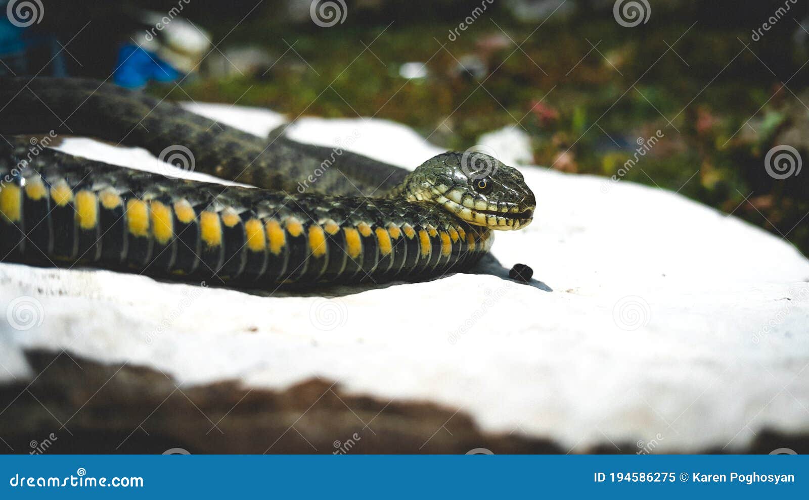 Selective Focus on the Reptile`s Head. Common Water Snake Natrix. the ...