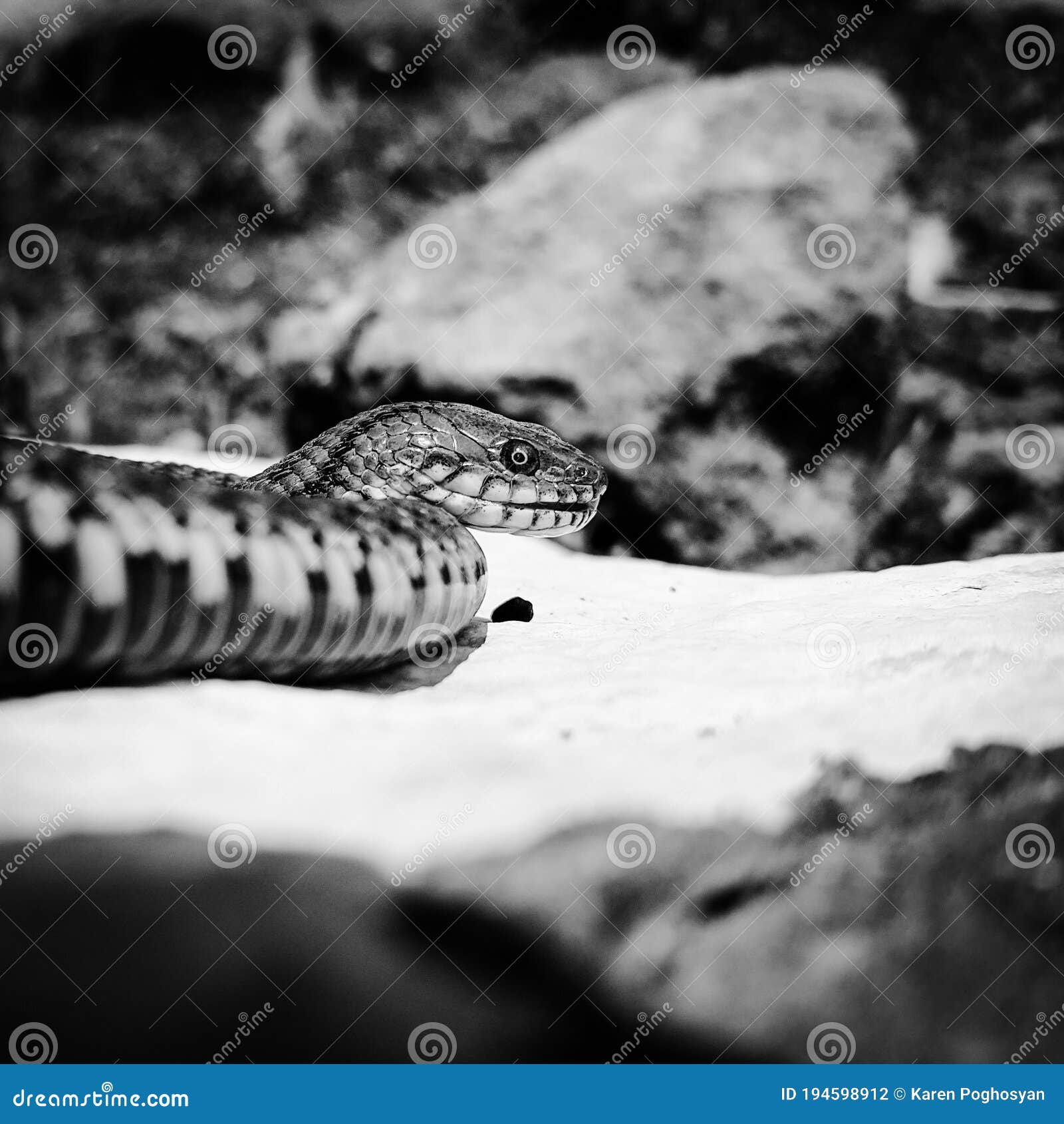 Selective Focus on the Reptile`s Head. Common Water Snake Natrix. the ...