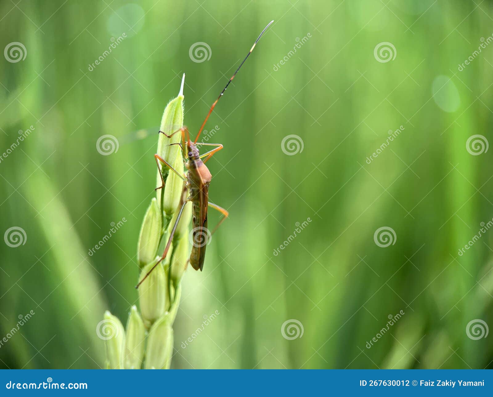 Rice Ear Bug on Green Paddy with Blur Background Stock Photo - Image of ...