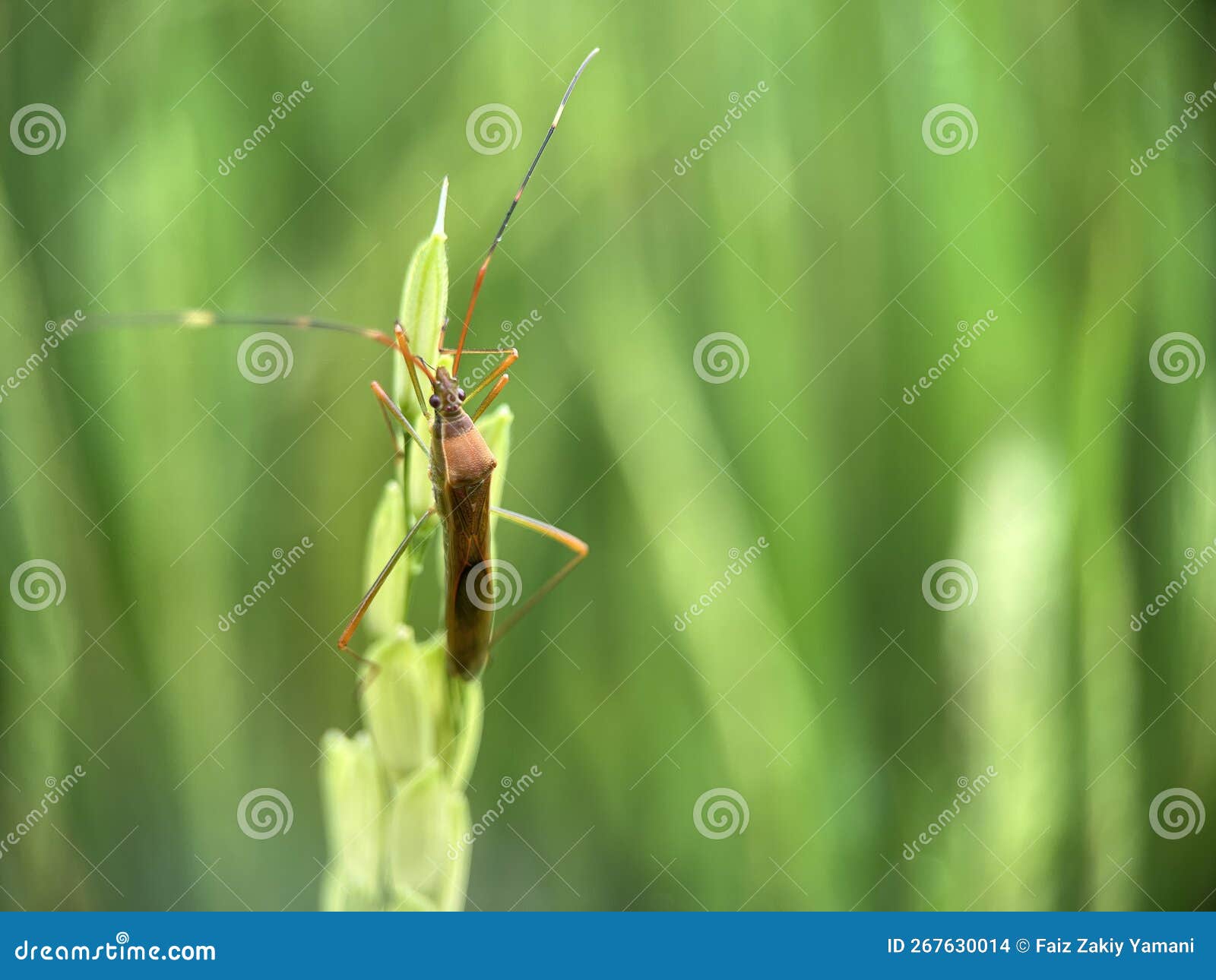 Rice Ear Bug on Green Paddy with Blur Background Stock Photo - Image of ...