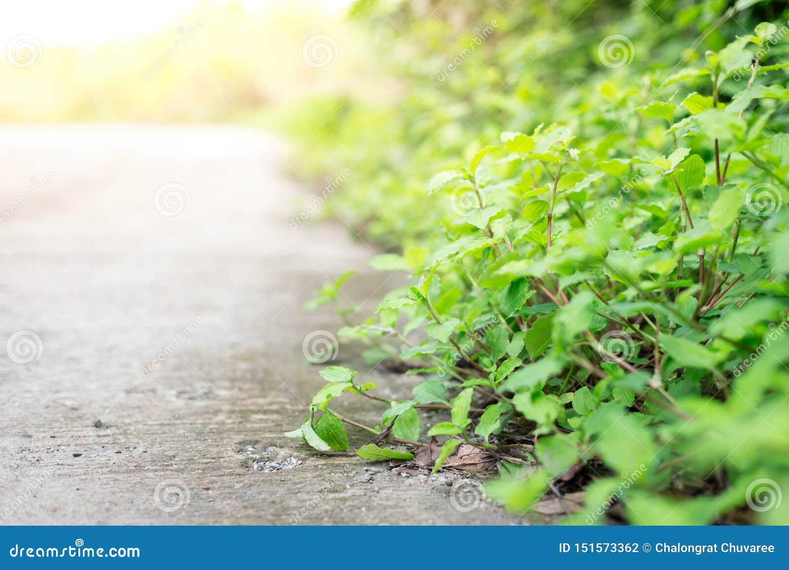 Selective Focus of Roadside Shrubs Stock Photo - Image of rain, green ...