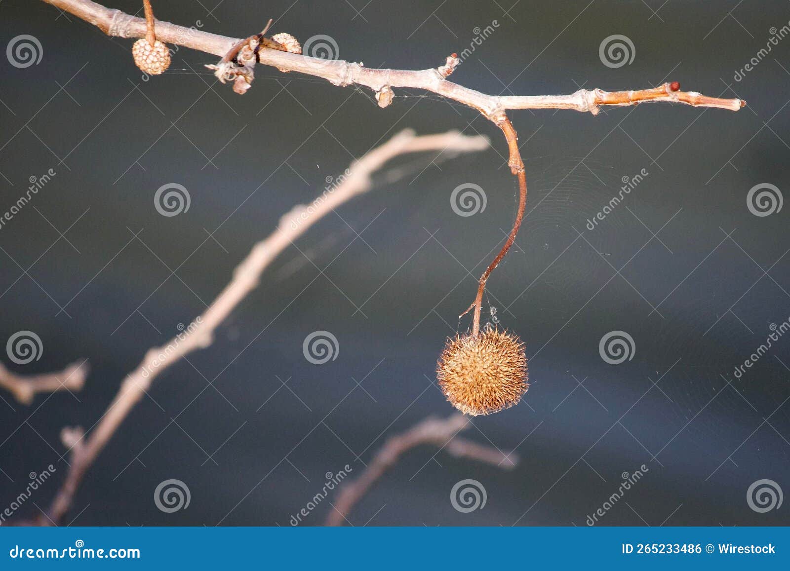 Selective Focus of a Seed Ball, Pod of the London Plane Tree Hanging ...