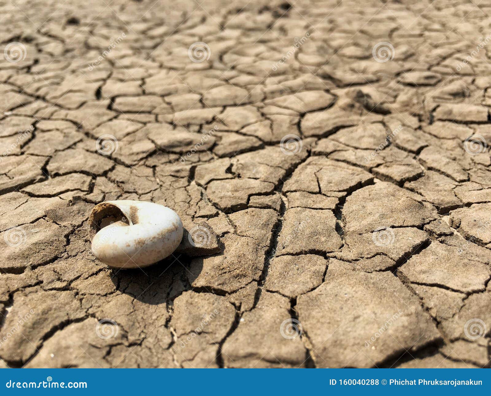 Selective Focus on Shell of Dead Snail on Cracked Surface of Weathered ...