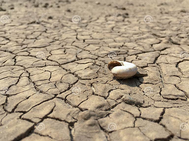 Selective Focus on Shell of Dead Snail on Cracked Surface of Weathered ...