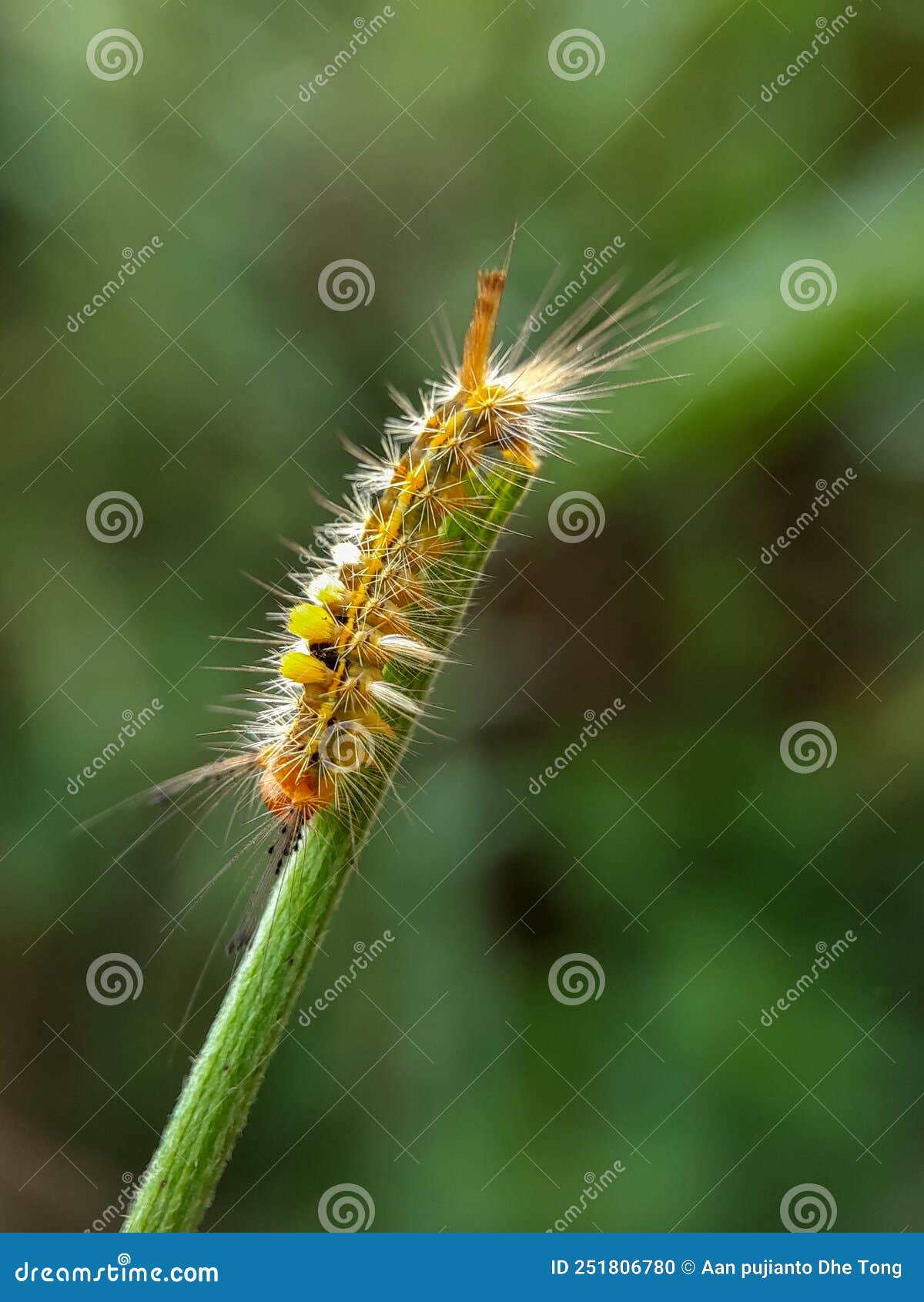 Selective Focus Shoot of the Caterpillar.insects Stock Photo - Image of ...