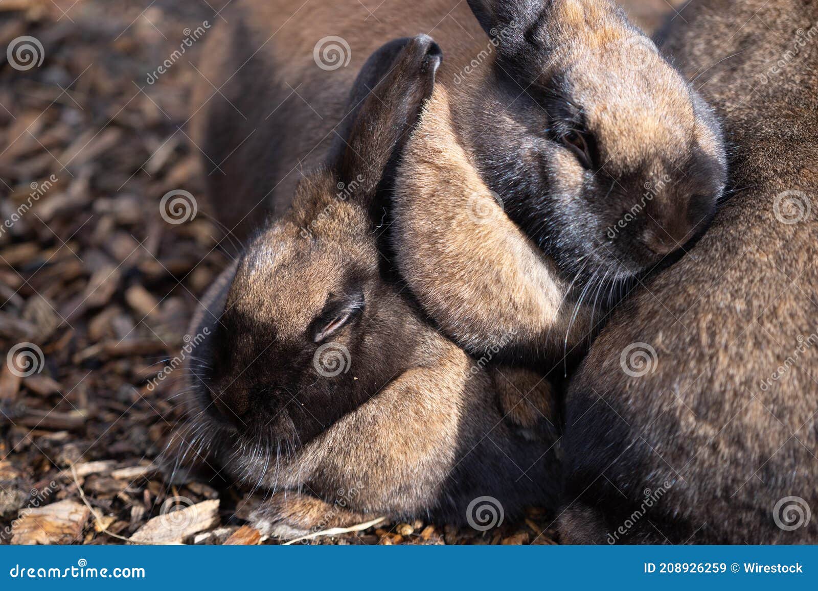 Selective Focus Shot of Adorable Brown Rabbits Cuddling Together Stock ...