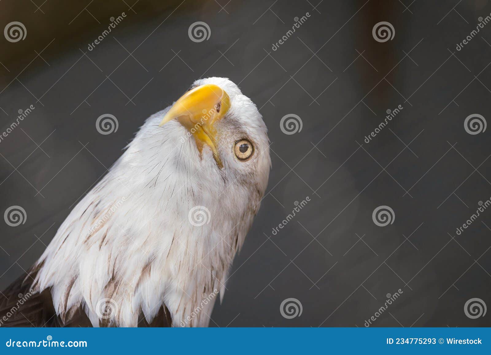 Selective Focus Shot of an American Bald Eagle Stock Image - Image of ...