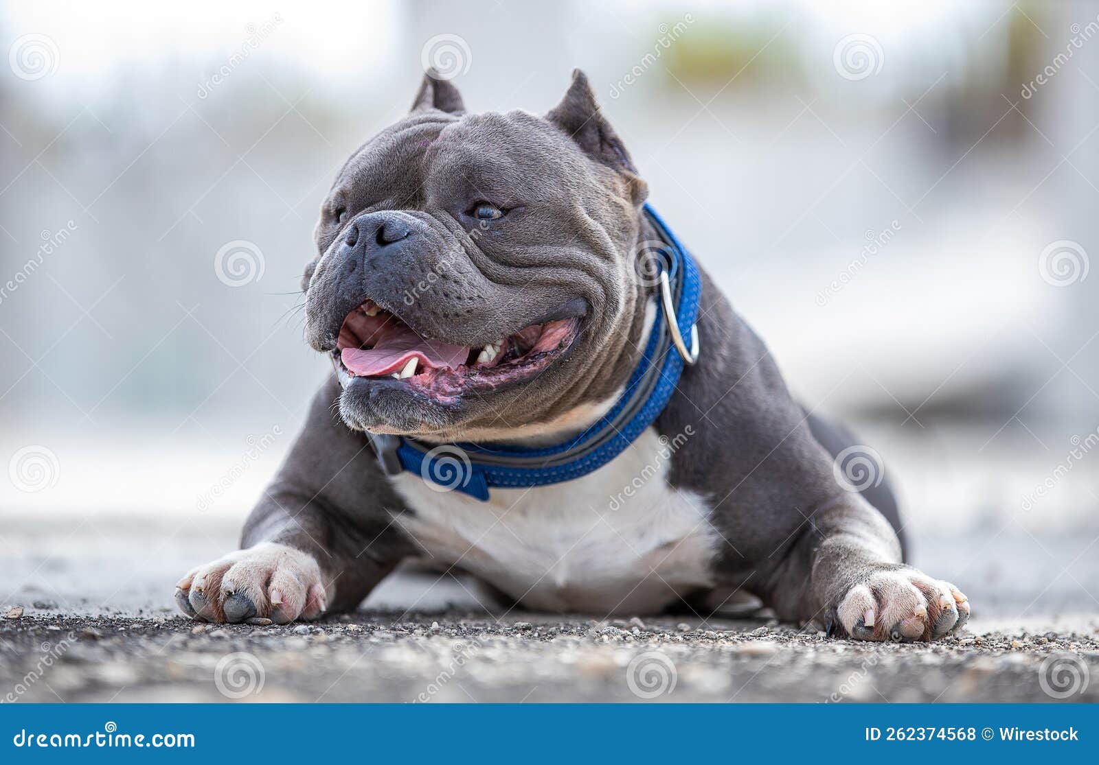 Selective Focus Shot of American Bully Lying on the Ground Stock Photo ...