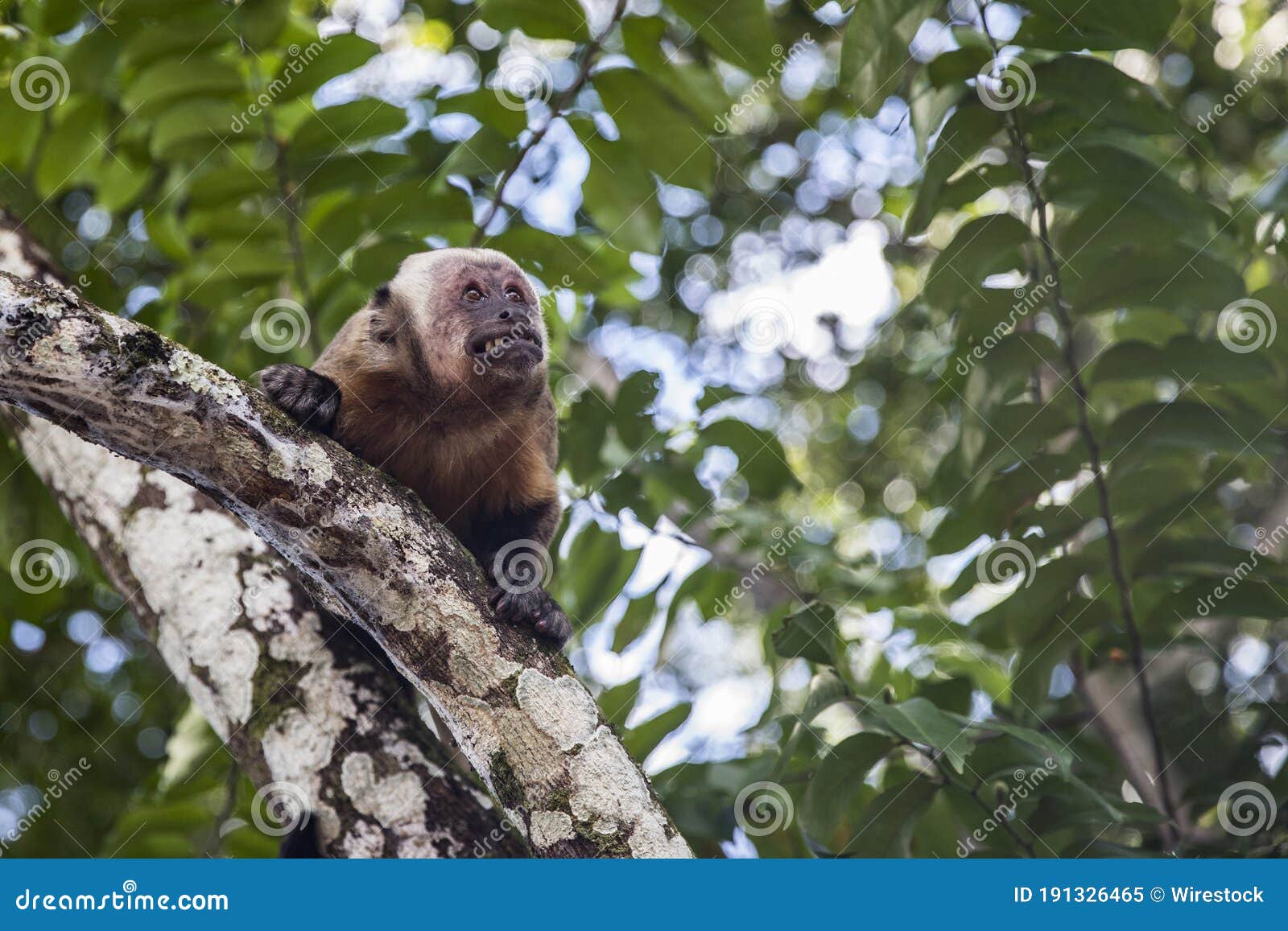 Selective Focus Shot of an Angry Tufted Capuchin Sitting on a Tree ...