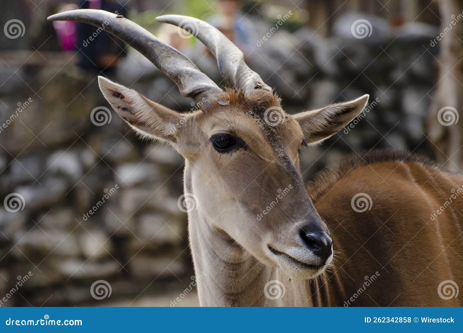 Selective Focus Shot of an Antelope at the Zoo Stock Photo - Image of ...