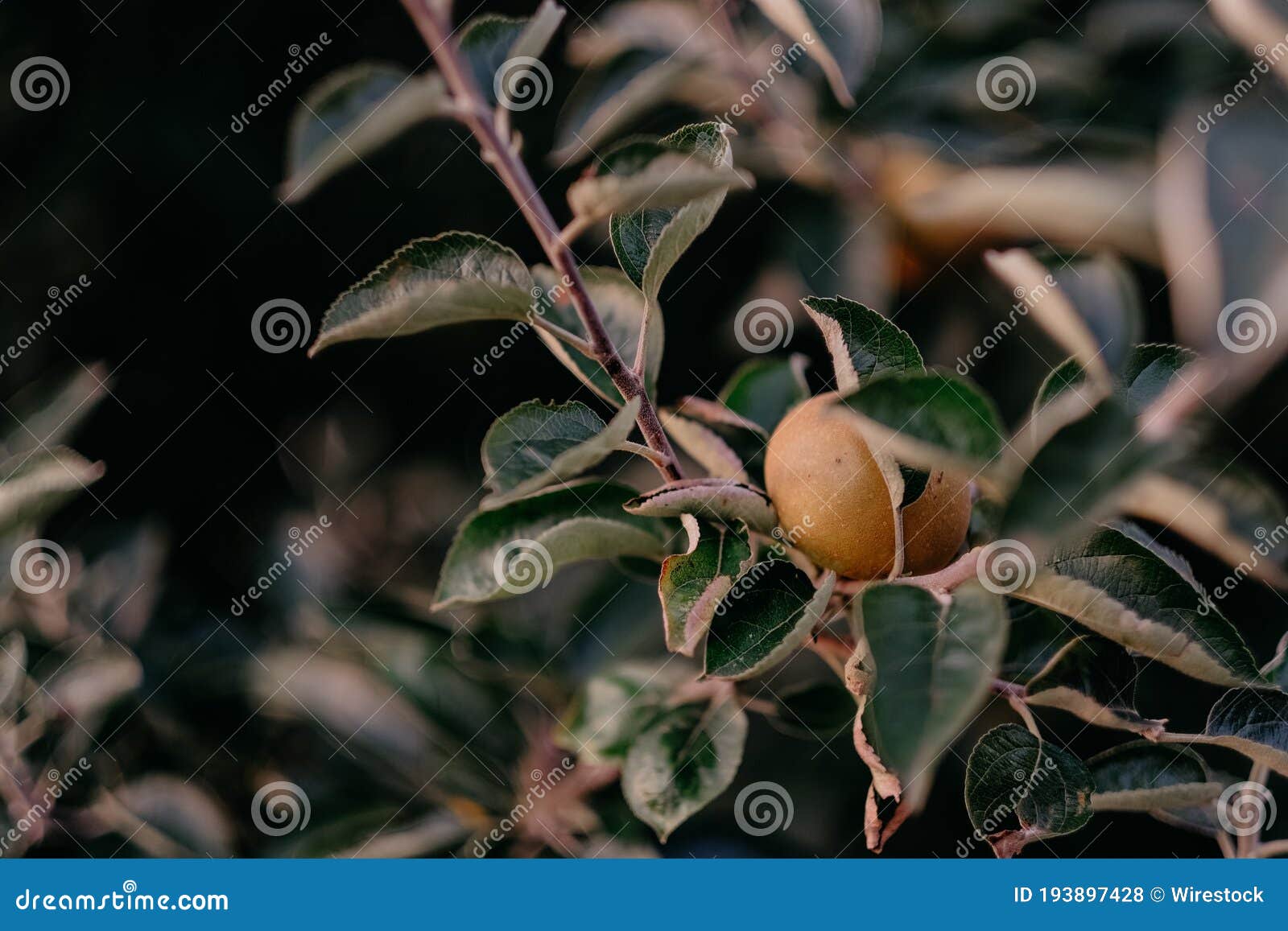 Selective Focus Shot of an Apple on a Tree Branch Stock Photo - Image ...