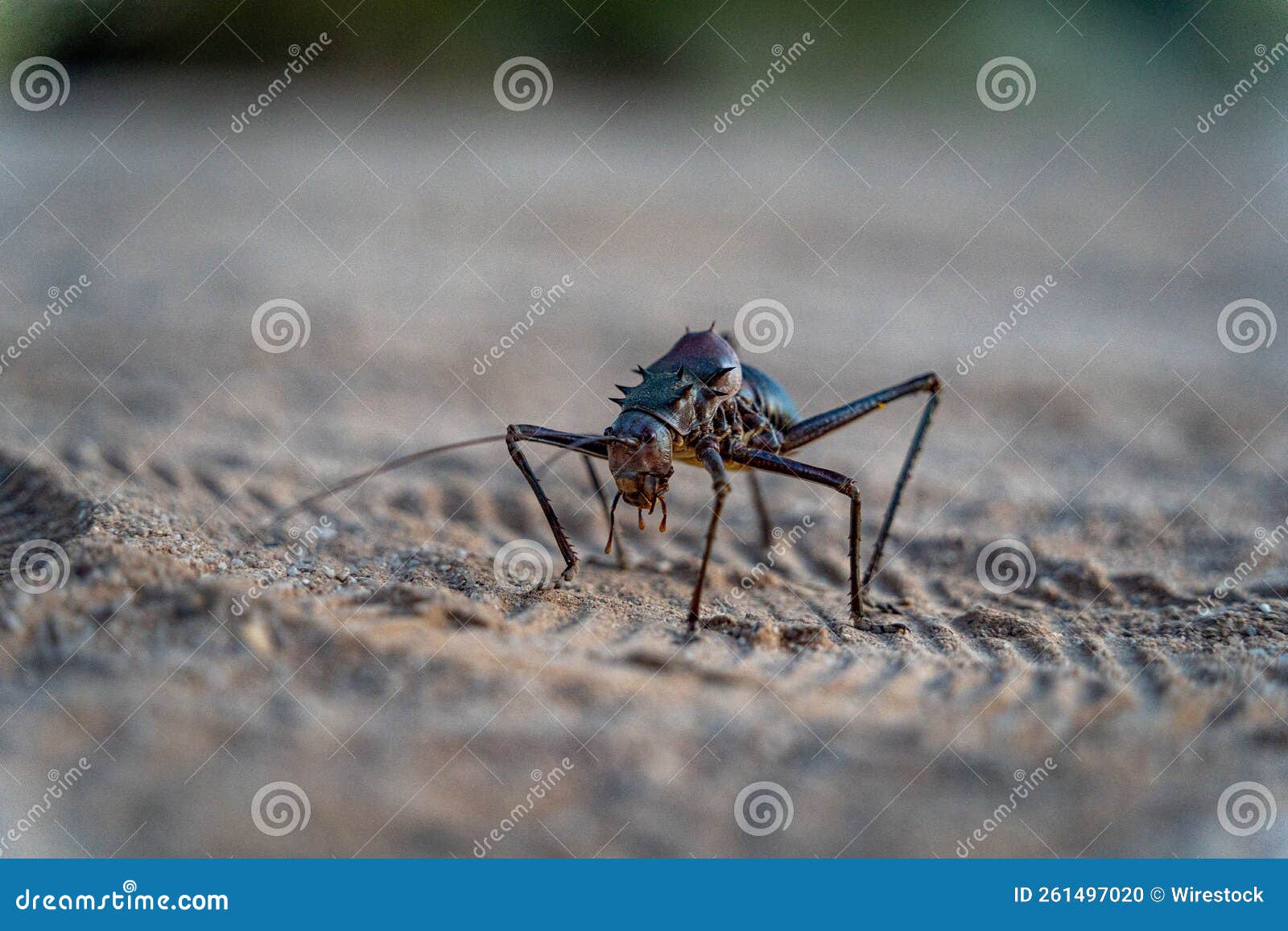Selective Focus Shot of an Armoured Ground Cricket Standing on a Sandy ...