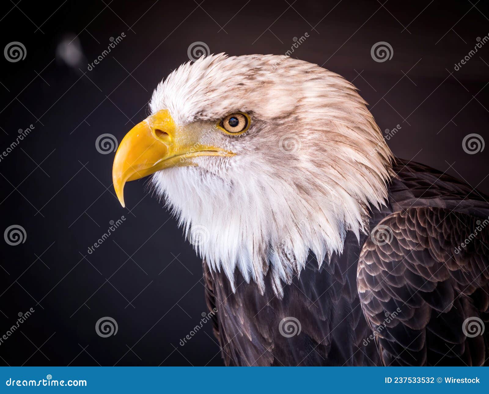 Selective Focus Shot of a Bald Eagle Stock Photo - Image of natural ...