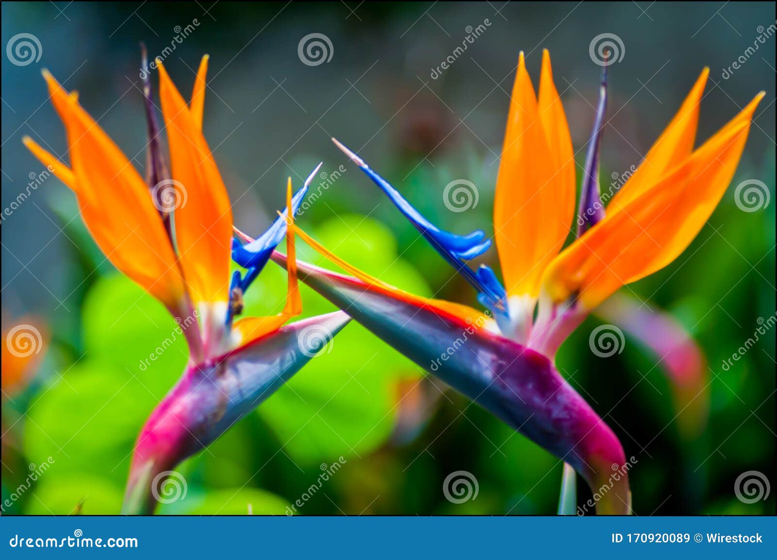 Bird Of Paradise Strelitzia Reginae, Also Known As Crane Flowers, Is ...