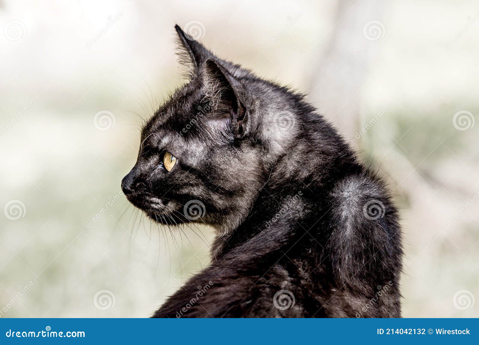 Selective Focus Shot of a Beautiful Black Cat from the Side Profile ...