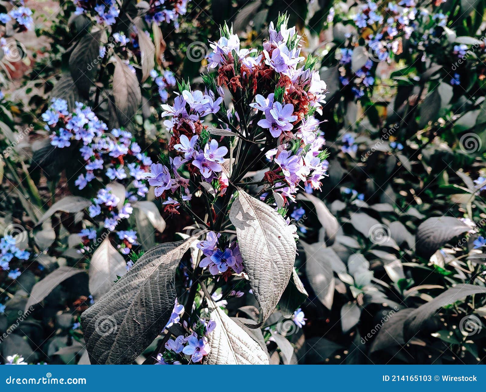 Selective Focus Shot of Beautiful Blue Eranthemum Flowers Under the ...