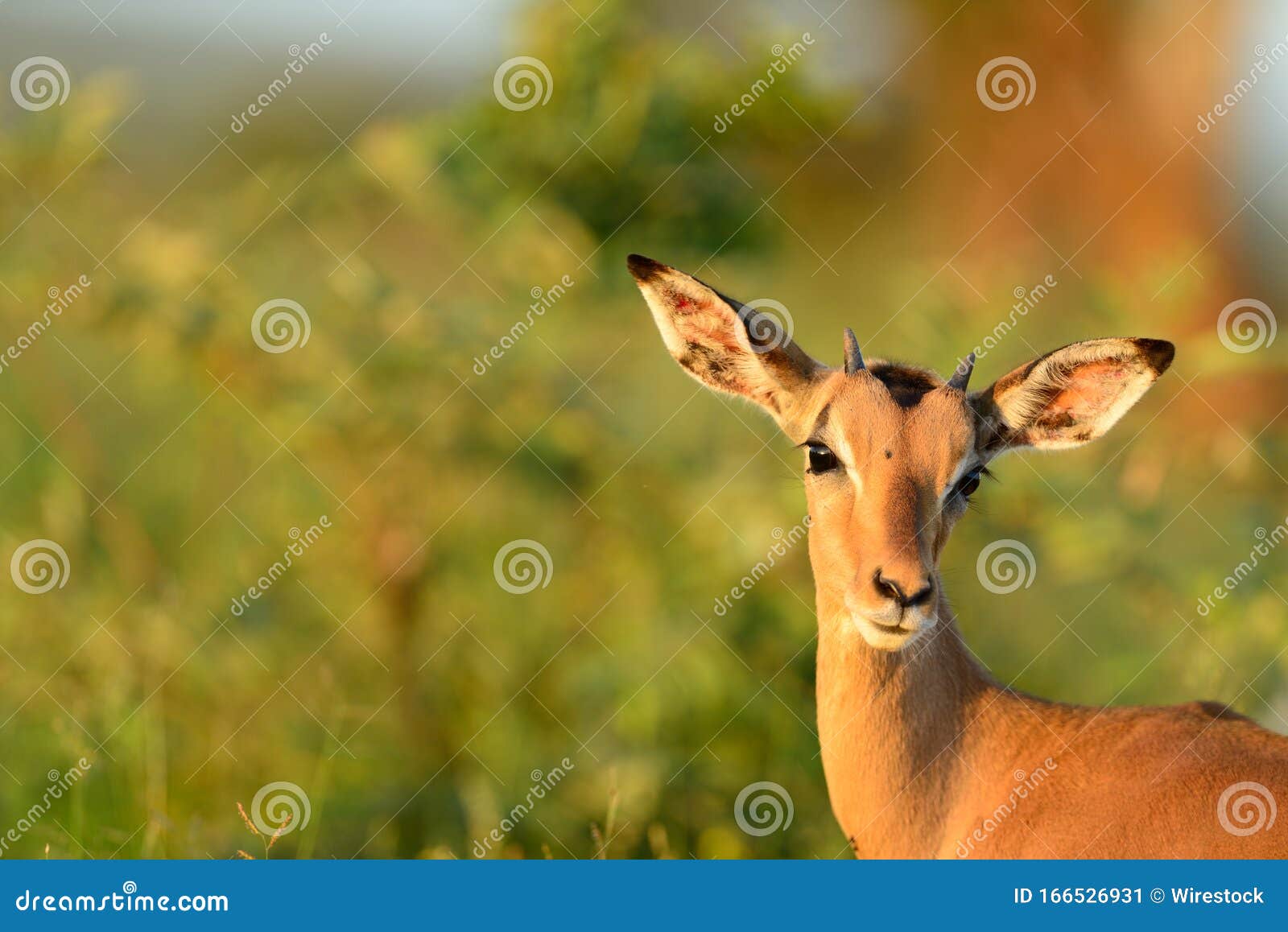 Selective Focus Shot of a Beautiful Deer Captured in the African ...