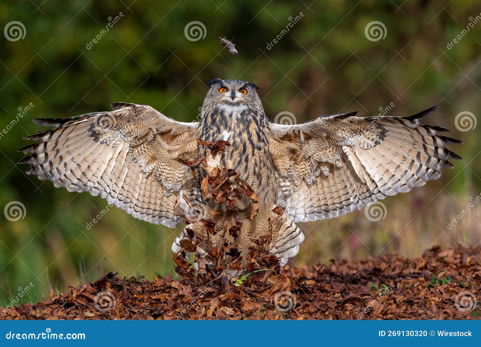 Selective Focus Shot of a Beautiful Eagle Owl Taking Flight To Catch a ...