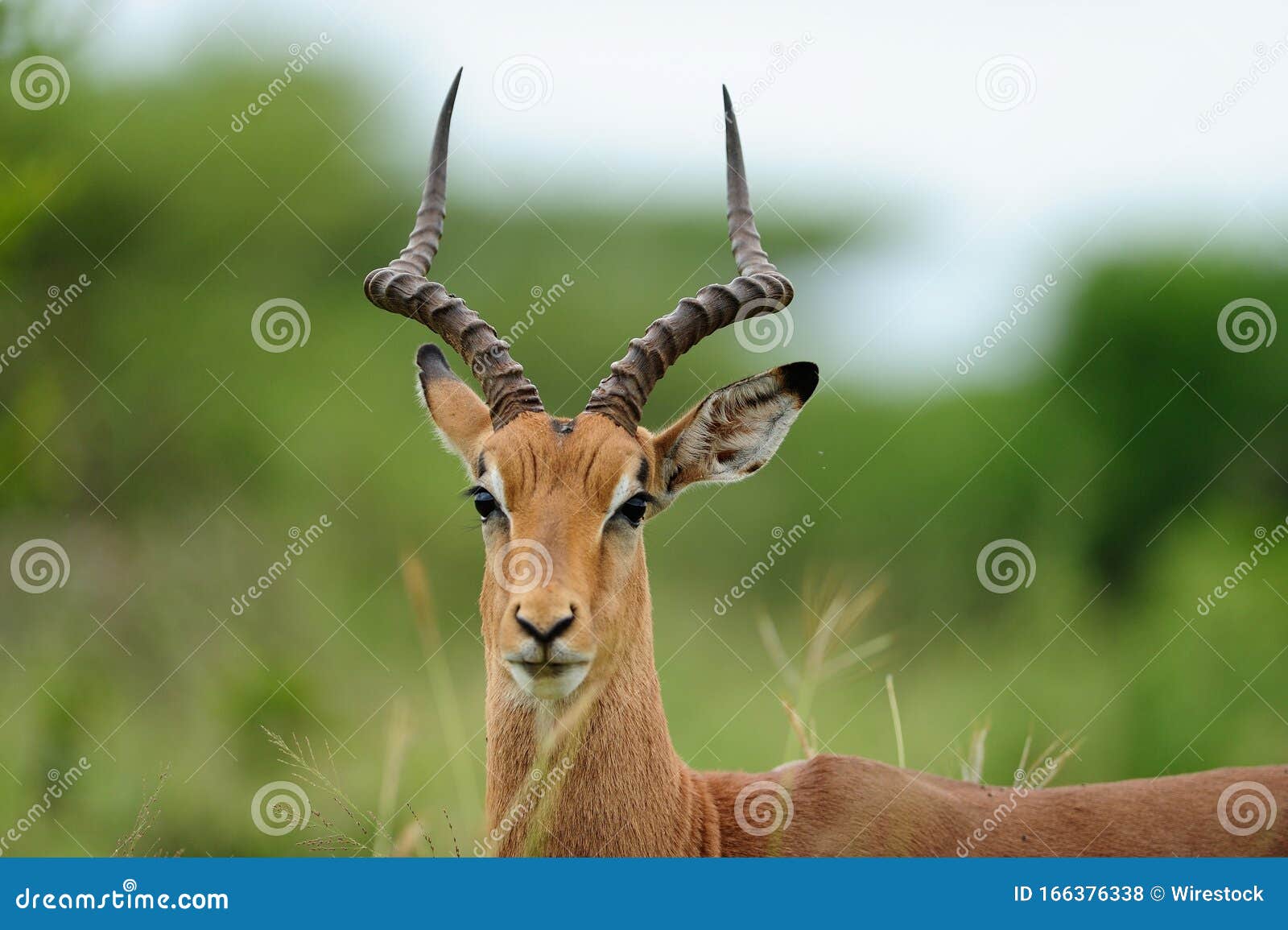 Selective Focus Shot of a Beautiful Impala Captured in the African ...