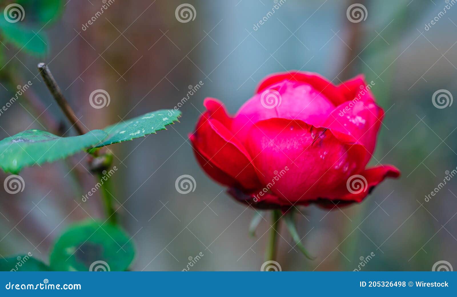 Selective Focus Shot of a Beautiful Pink Rose Stock Photo - Image of ...