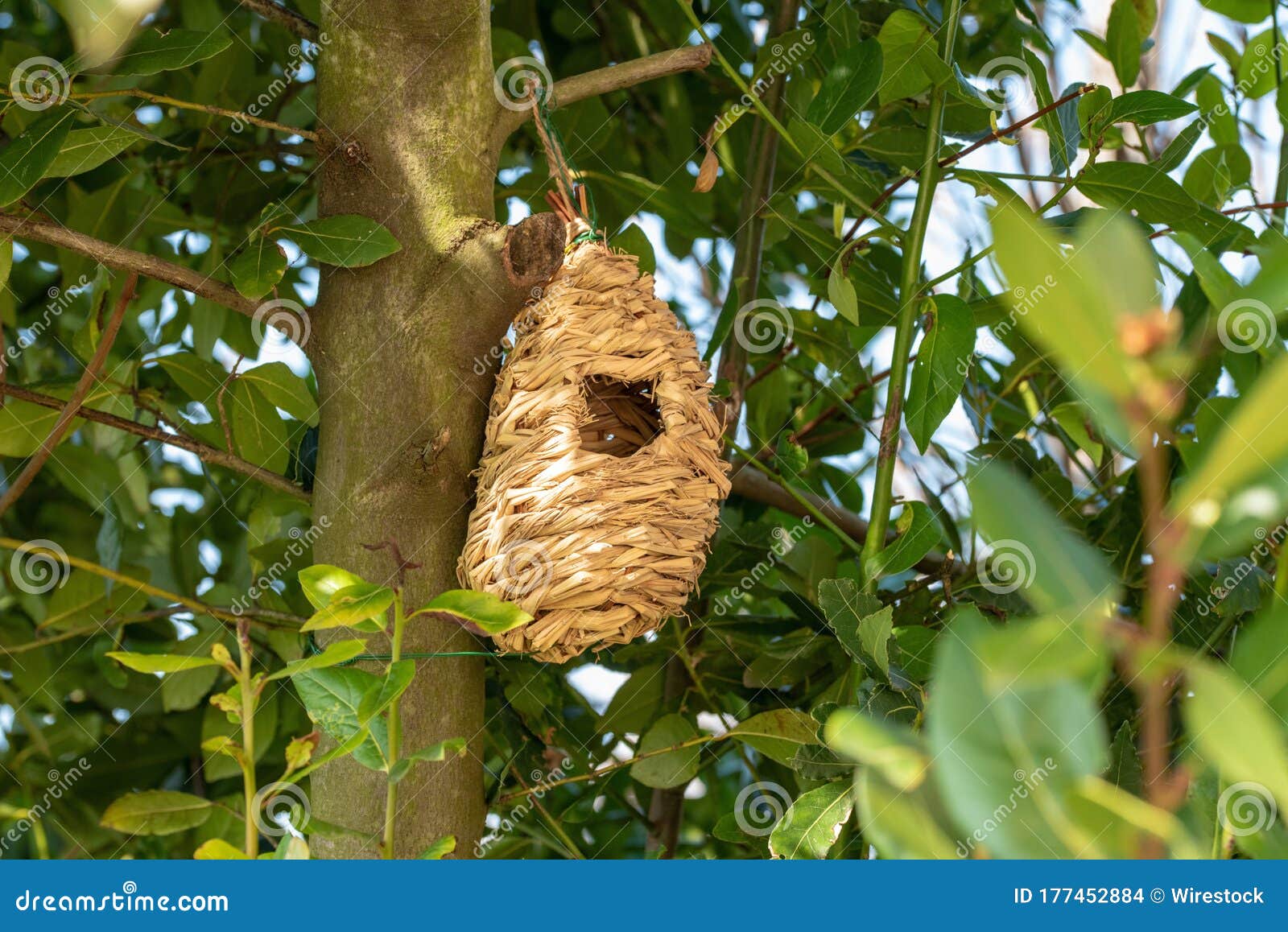 Selective Focus Shot of a Beehive Stock Photo - Image of honeycomb ...