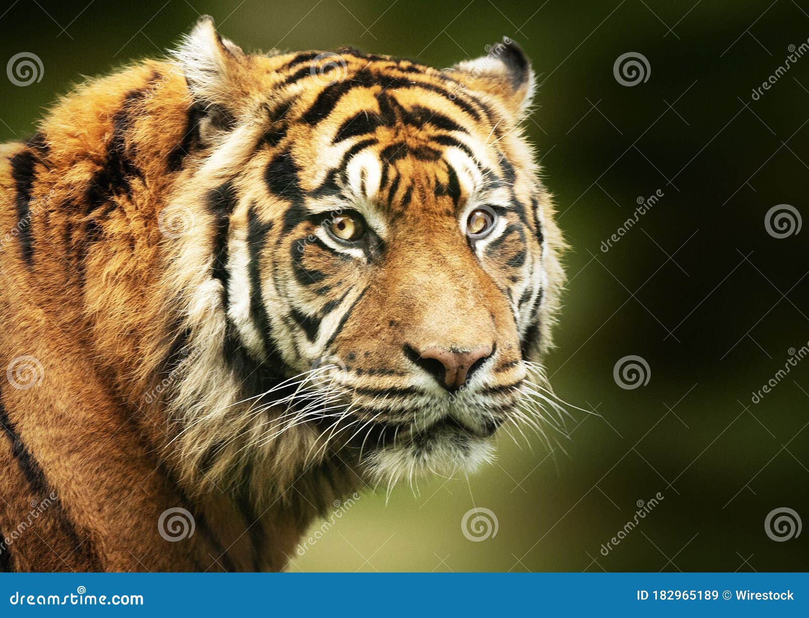 15,723 Bengal Tiger Face Stock Photos - Free & Royalty-Free Stock ...