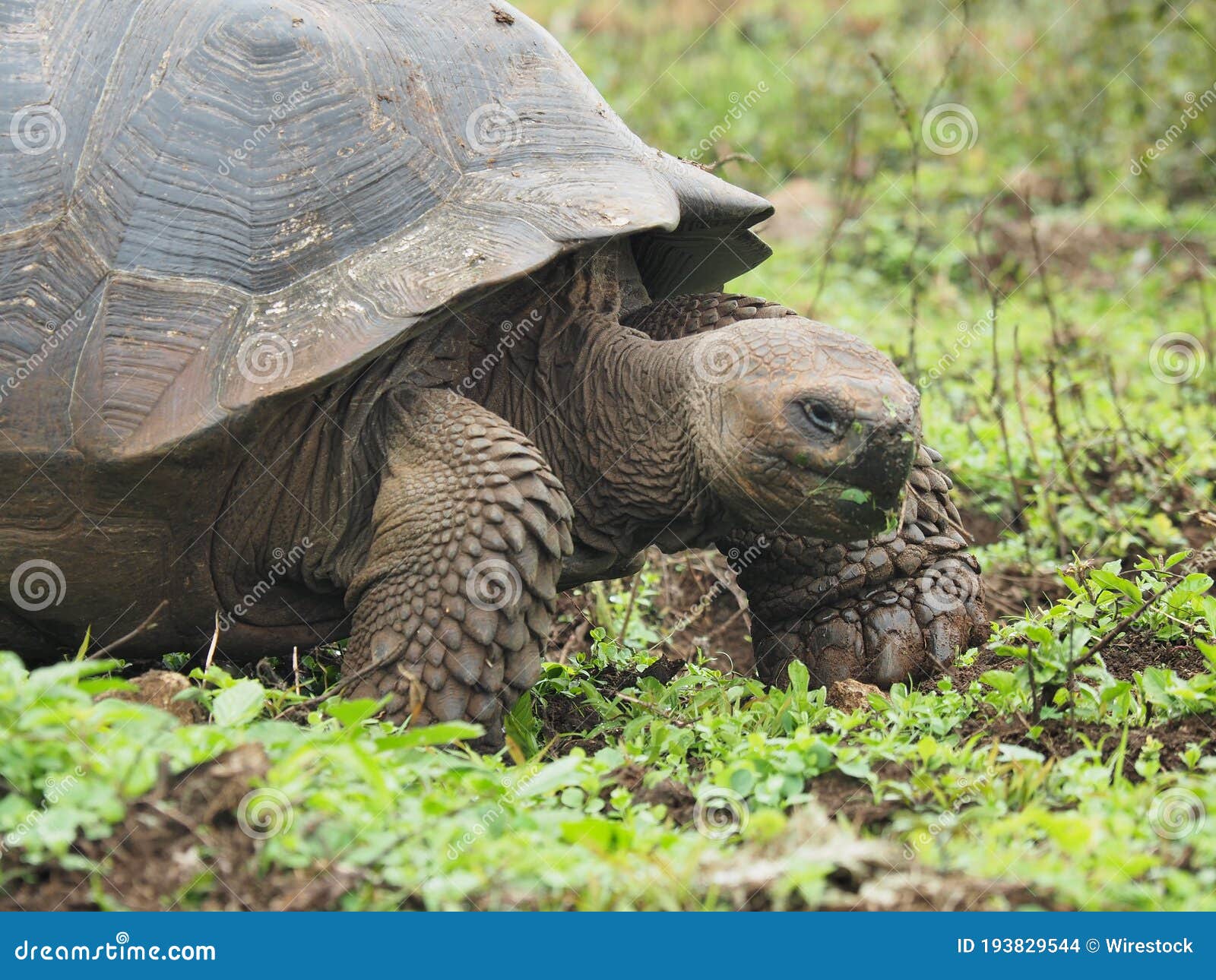 654 Gray Tortoise Photos - Free & Royalty-Free Stock Photos from Dreamstime