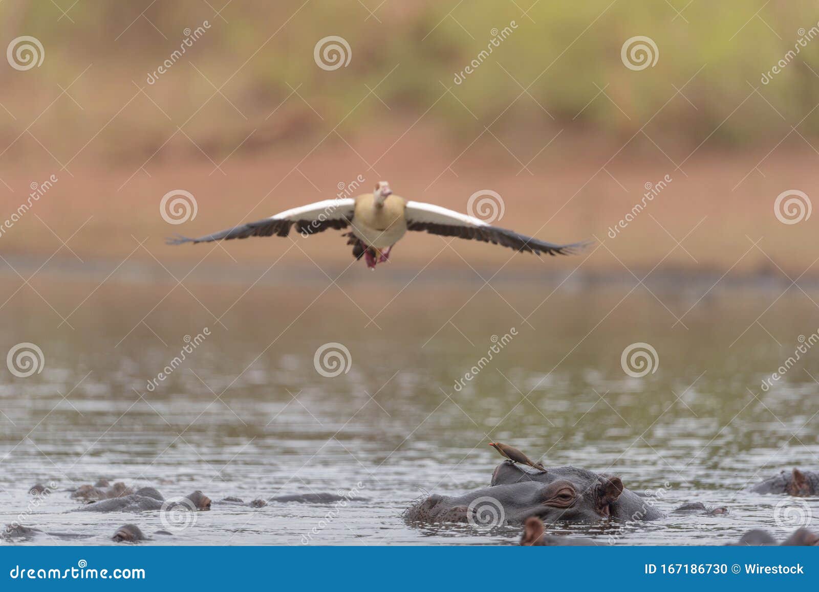 Selective Focus Shot of a Bird Flying Above Hippopotamuses in the Water ...