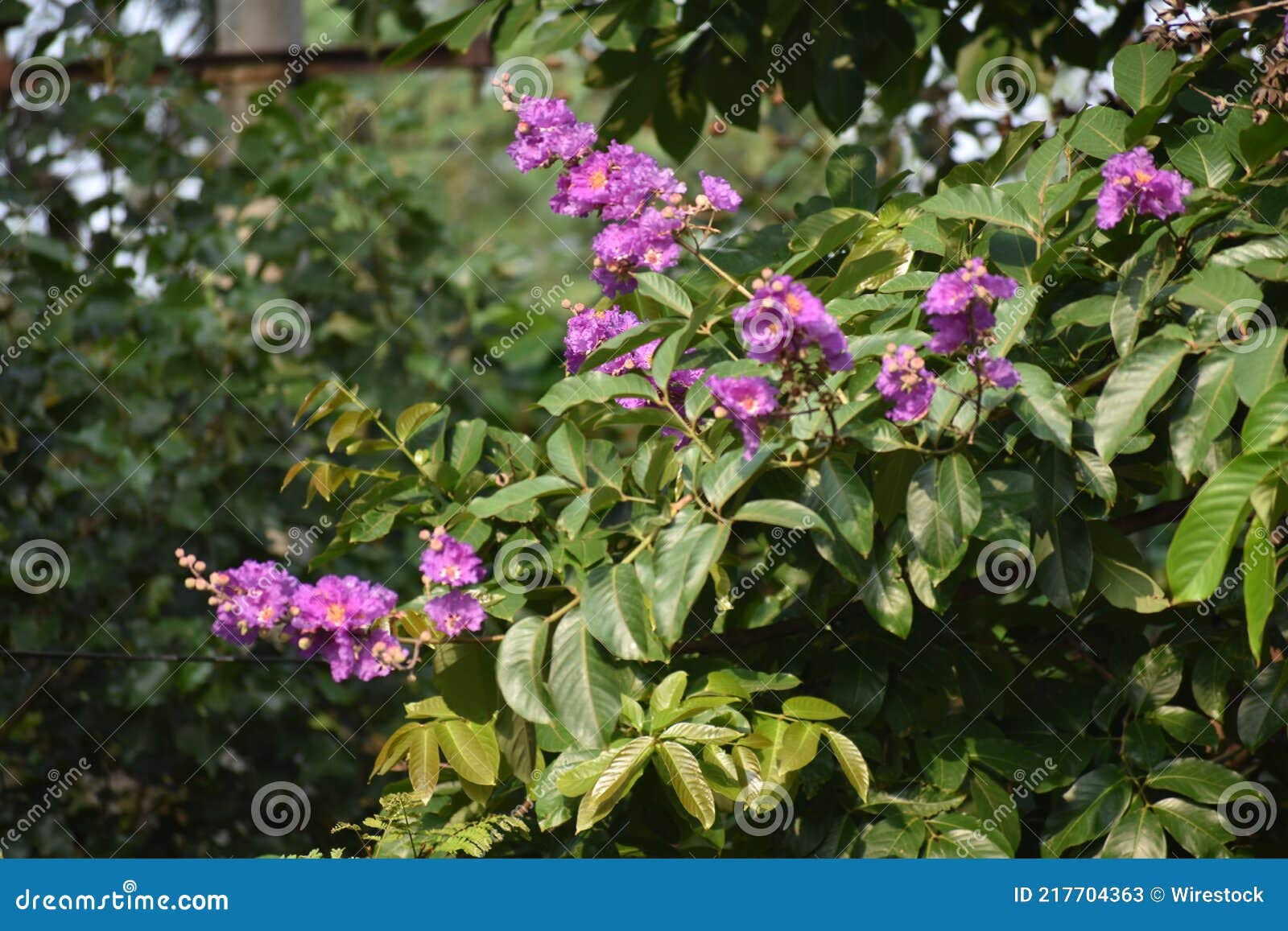 Selective Focus Shot of Blooming Pink Flowers on the Tree in India ...