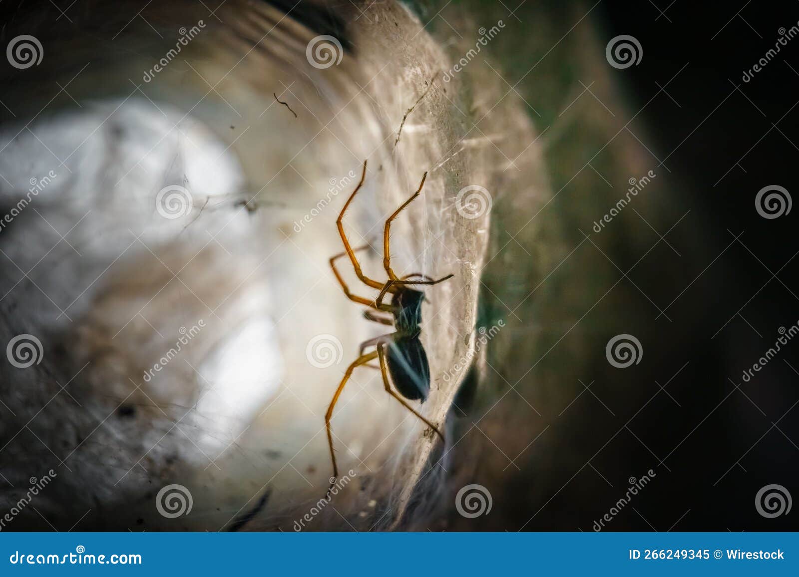 Selective Focus Shot of a Bowl and Doily Spider Stock Image - Image of ...