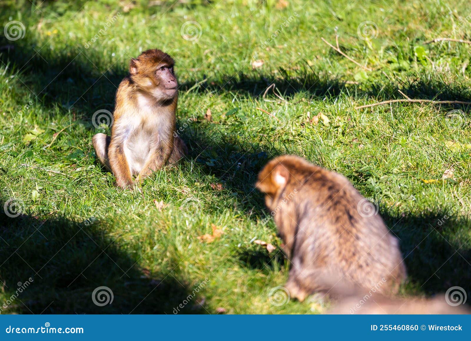 Selective Focus Shot of Brown Barbary Macaque Monkey on Green Grass ...