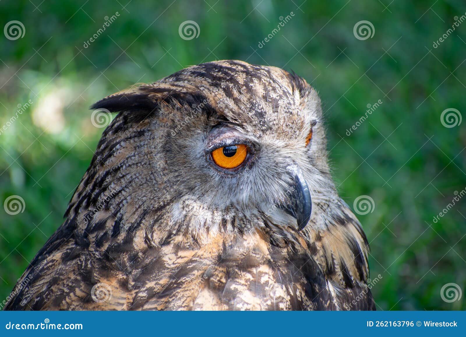 Selective Focus Shot of a Brown and Black Owl Sitting in a Grassy Field ...