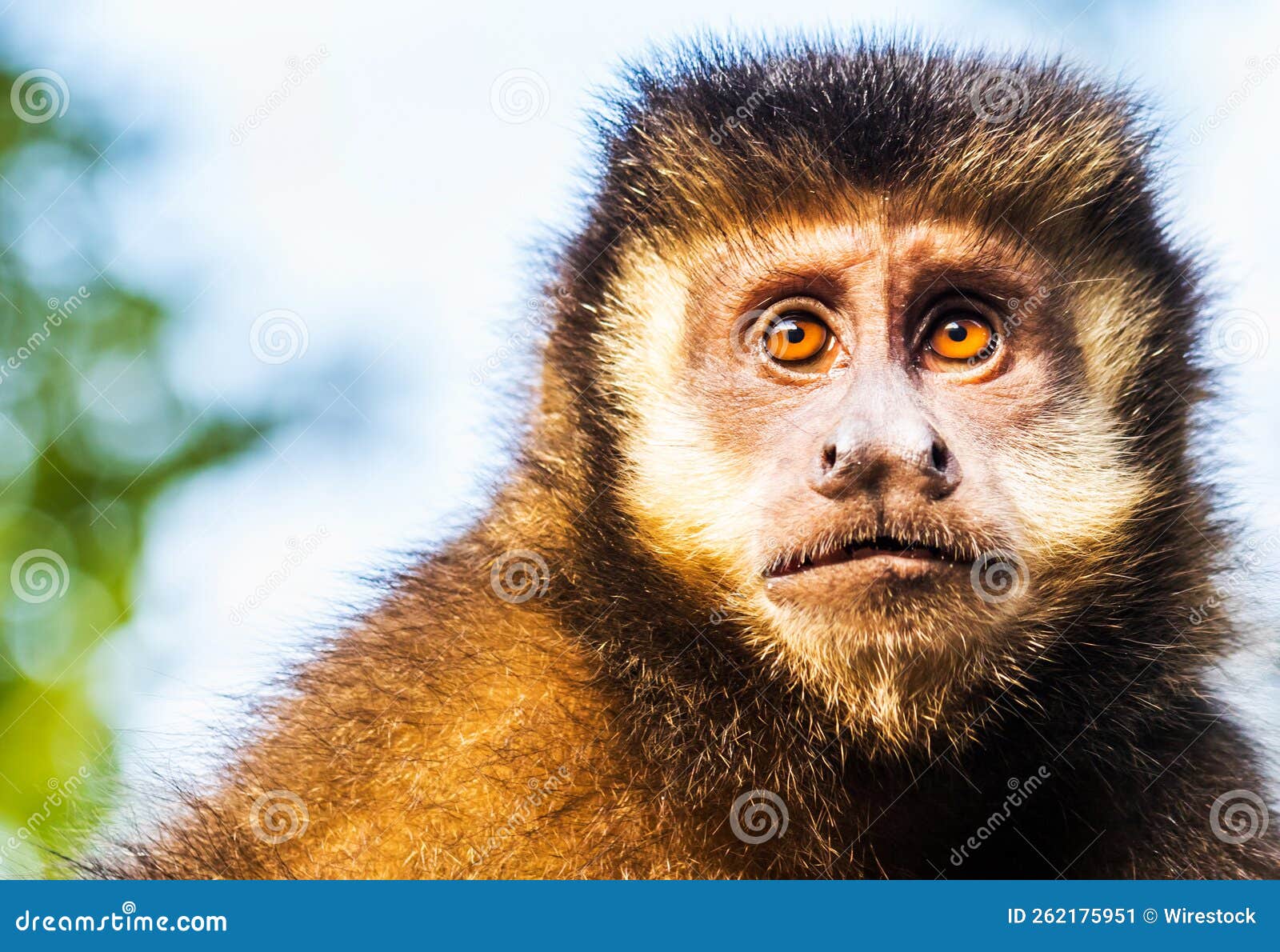 Selective Focus Shot of Brown Capuchin Monkey Stock Image - Image of ...