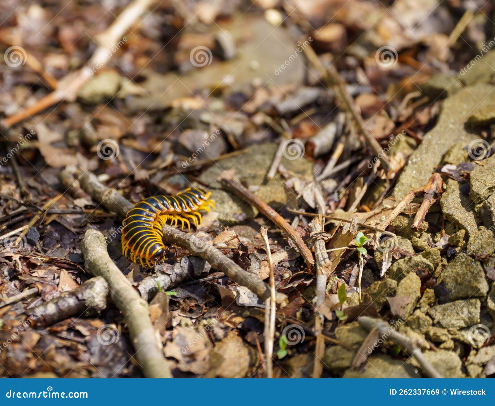 Selective Focus Shot of a Brown Centipede on the Ground Stock Image ...