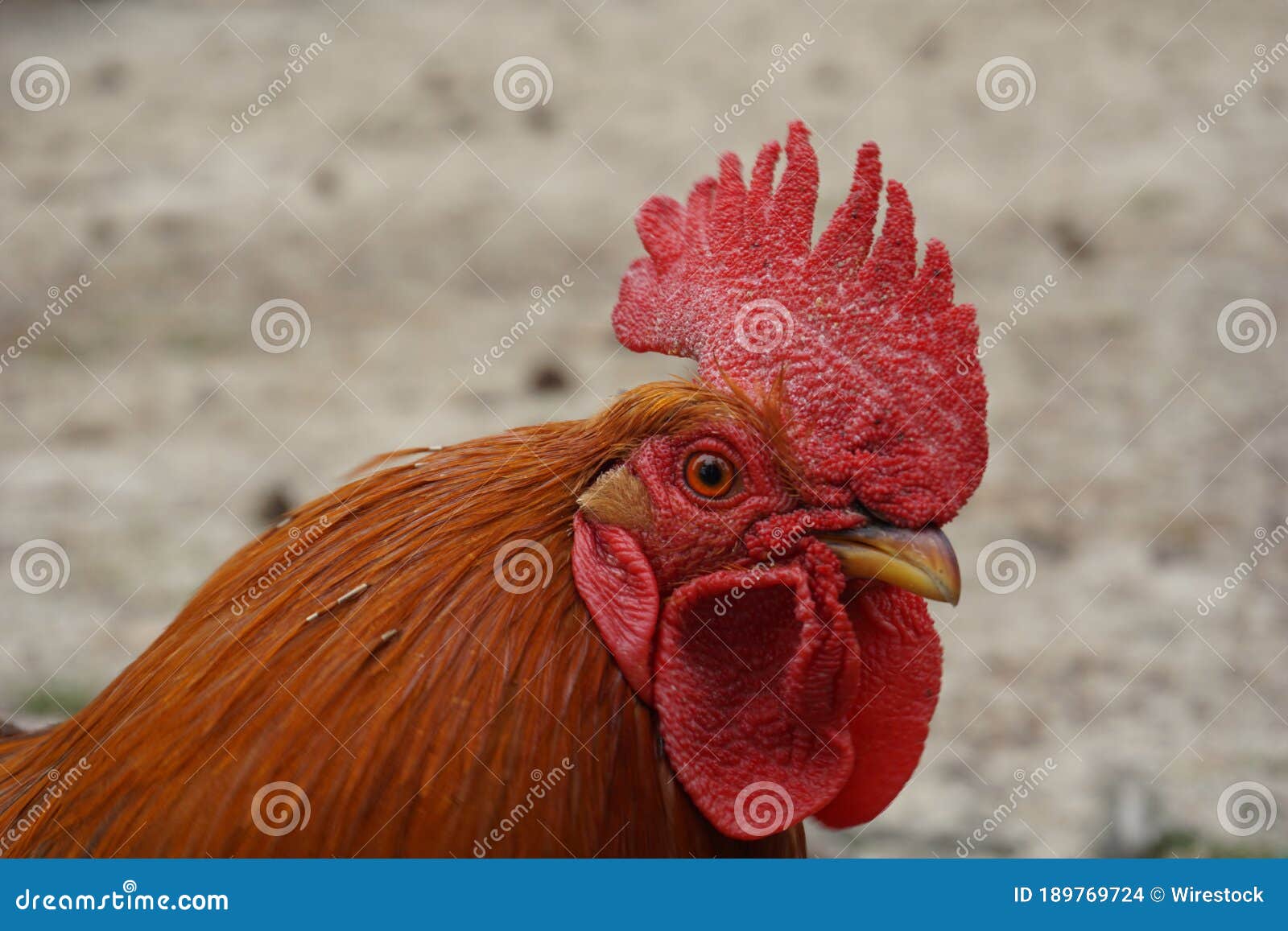 Selective Focus Shot of a Brown Chicken with Red Big Comb and Wattle ...