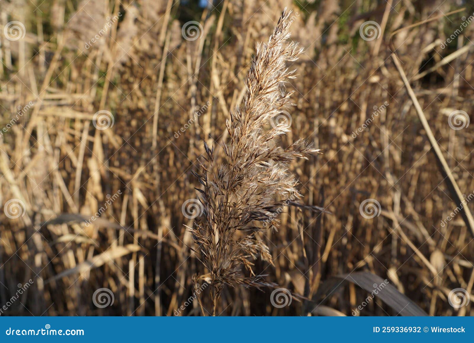 Selective Focus Shot of Brown Common Reed Plant in the Field Stock ...