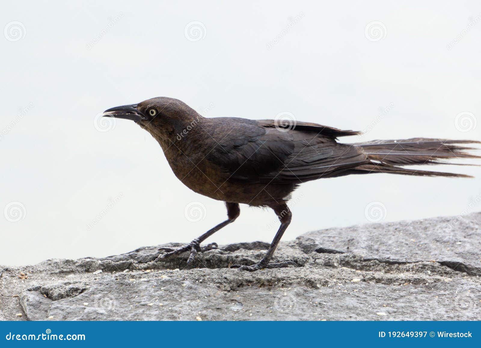 Selective Focus Shot of a Brown Crow with Angry Look on the Rocky ...
