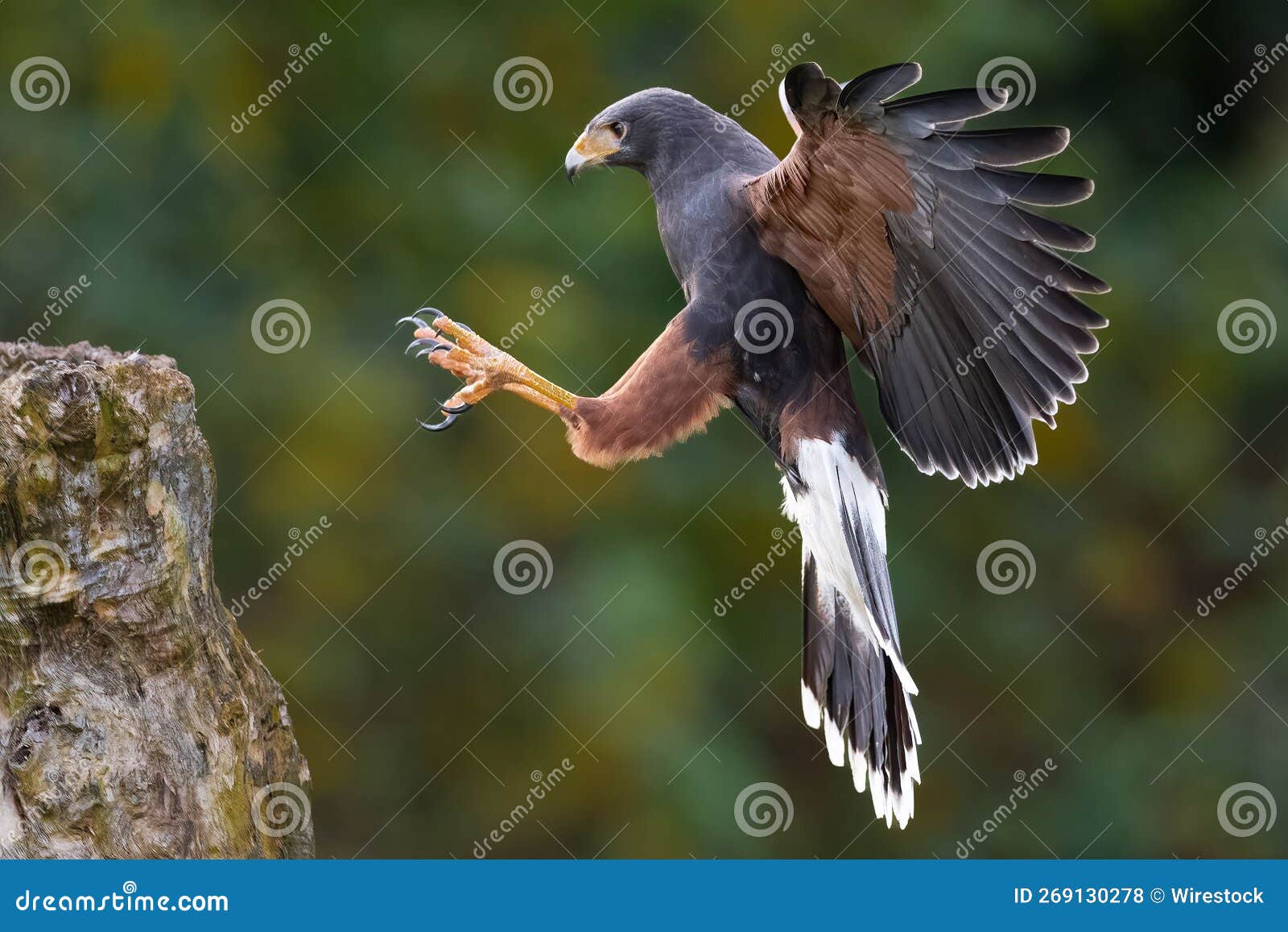 Selective Focus Shot of a Brown Desert Buzzard Bird in Flight Stock ...