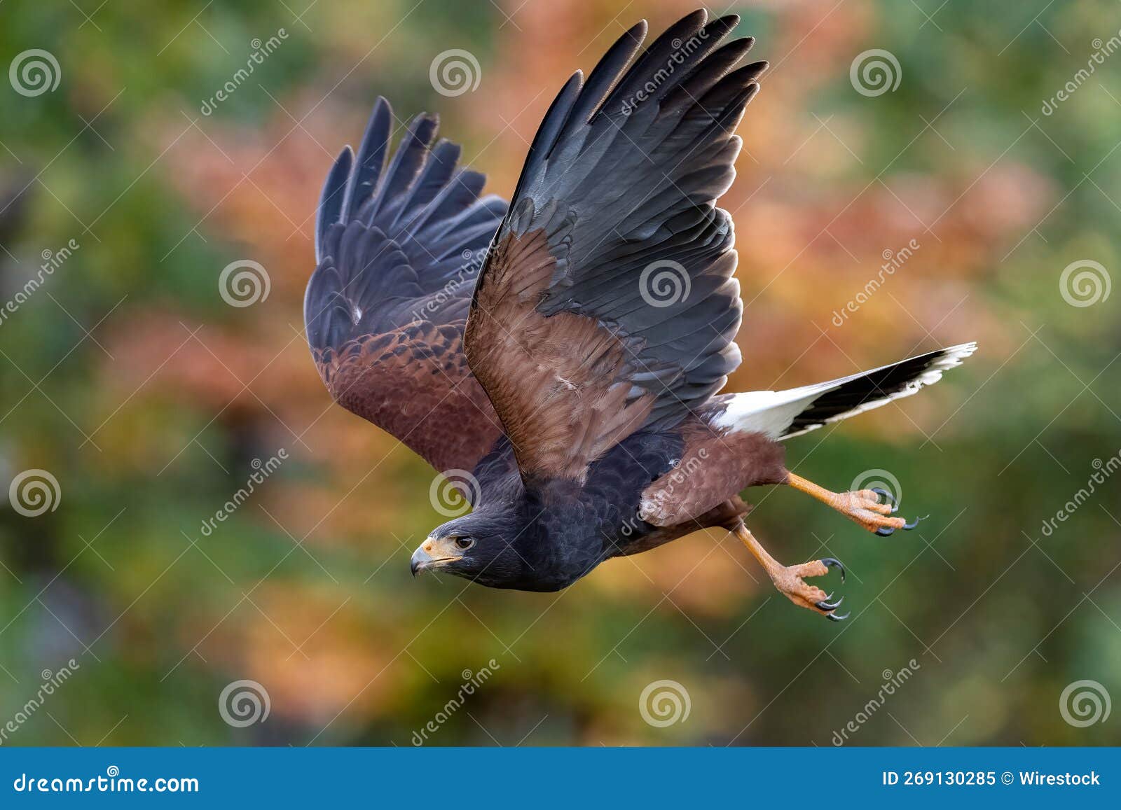 Selective Focus Shot of a Brown Desert Buzzard Bird in Flight Stock ...