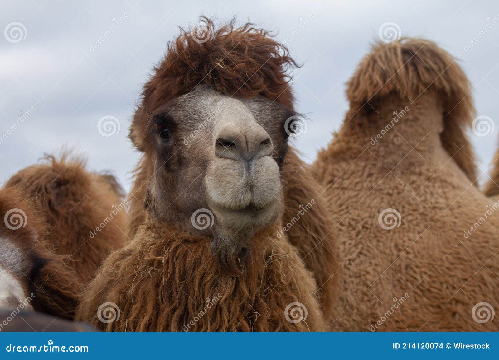 Selective Focus Shot of the Brown Furry Camel Stock Photo - Image of ...