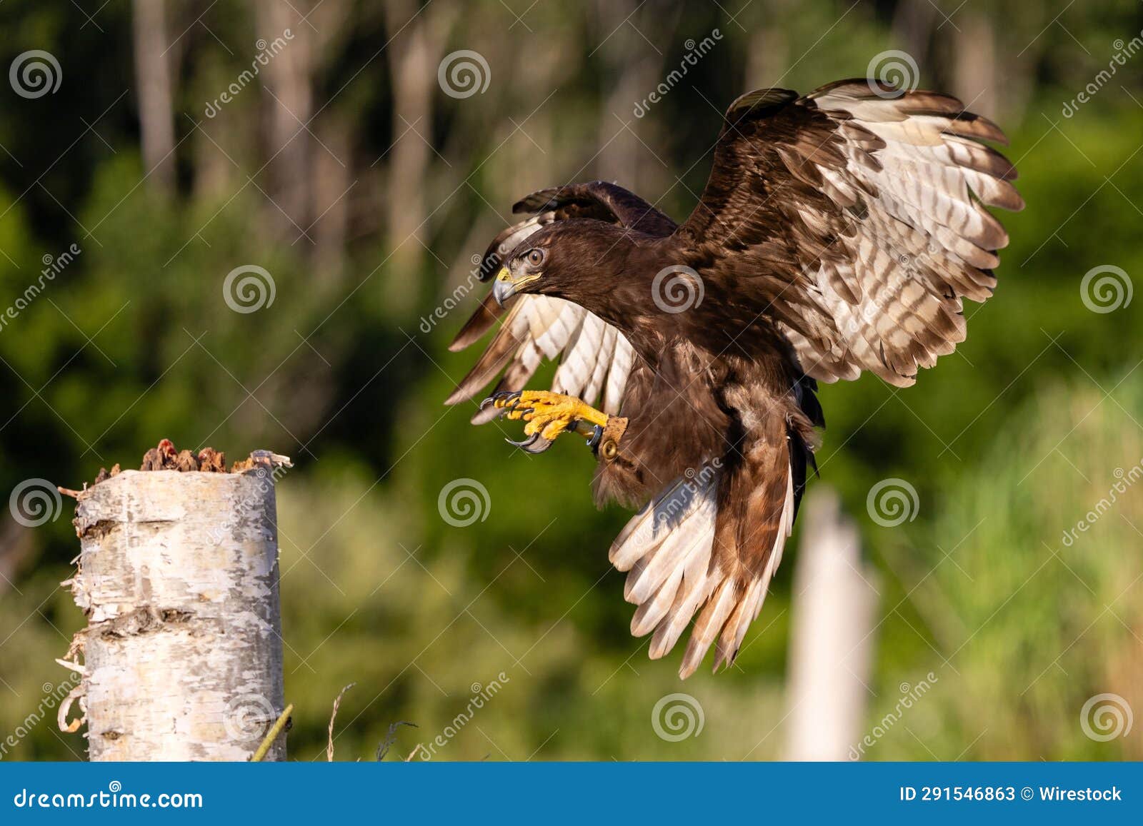Selective Focus Shot of a Brown Hawk Flying Toward a Wood Stump Stock ...
