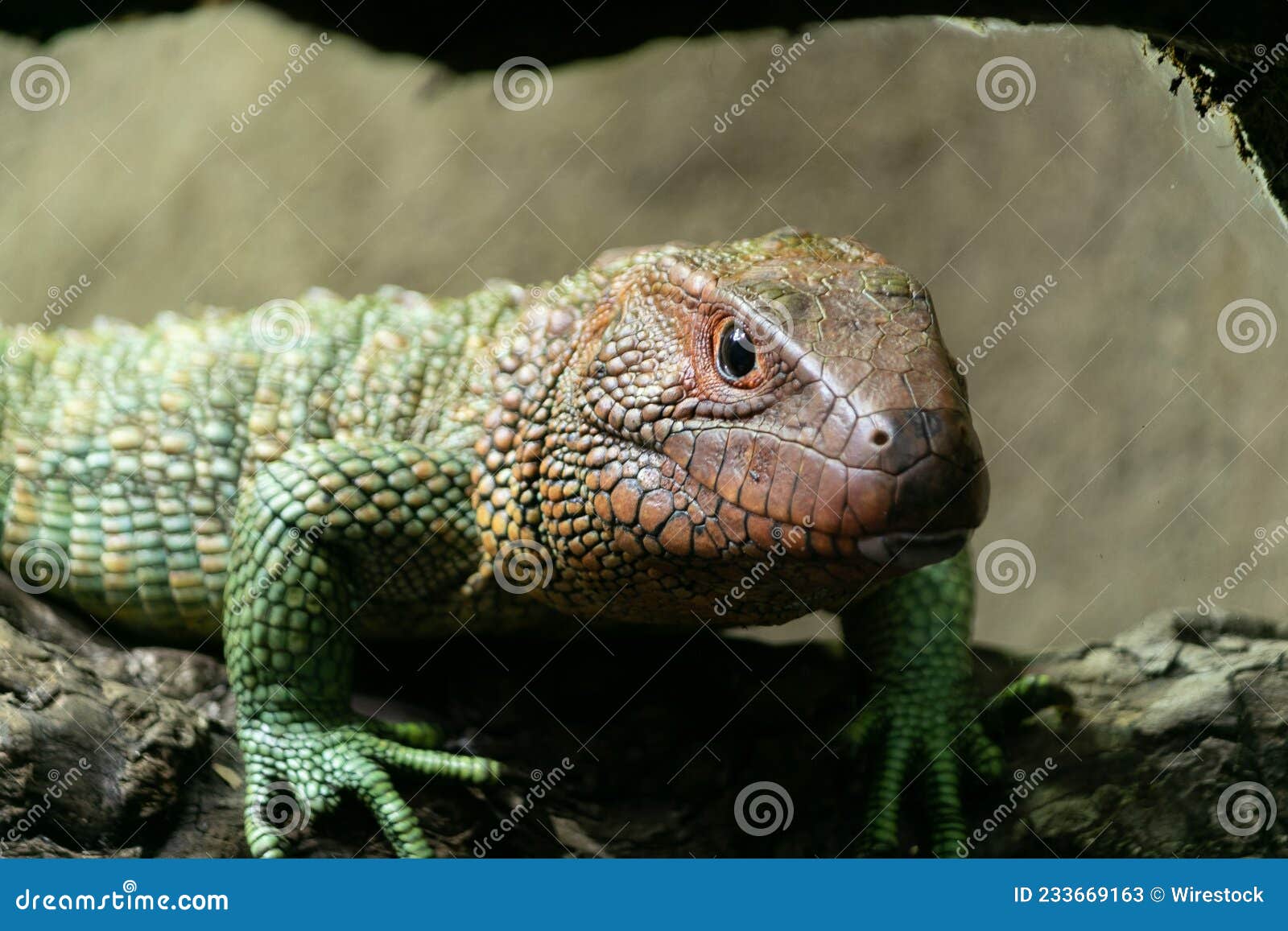 Selective Focus Shot of a Caiman Lizard at the London Zoo Stock Image ...